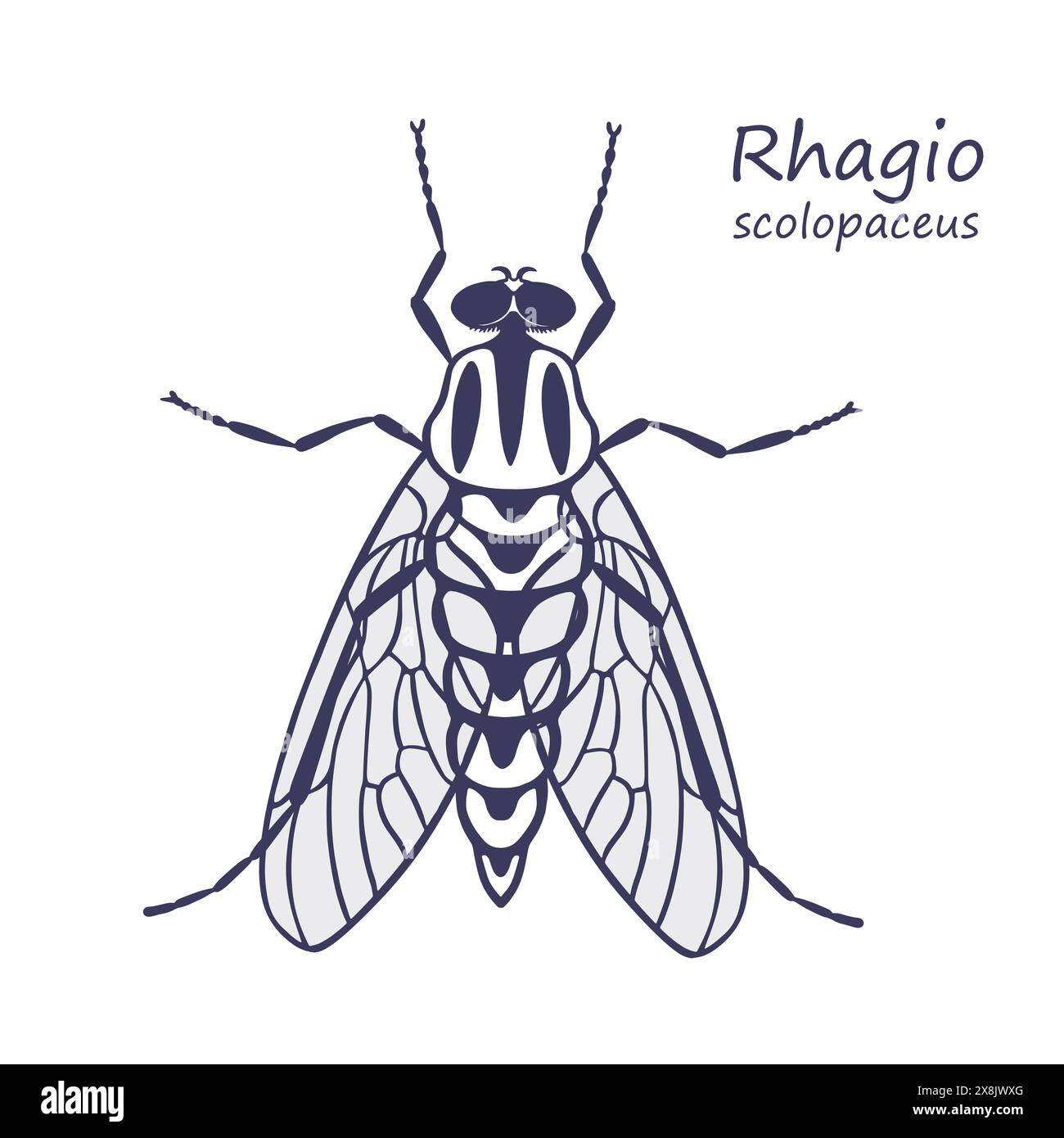 Black and white drawing Rhagoio Scolopacaceae fly. Sketch on a white ...