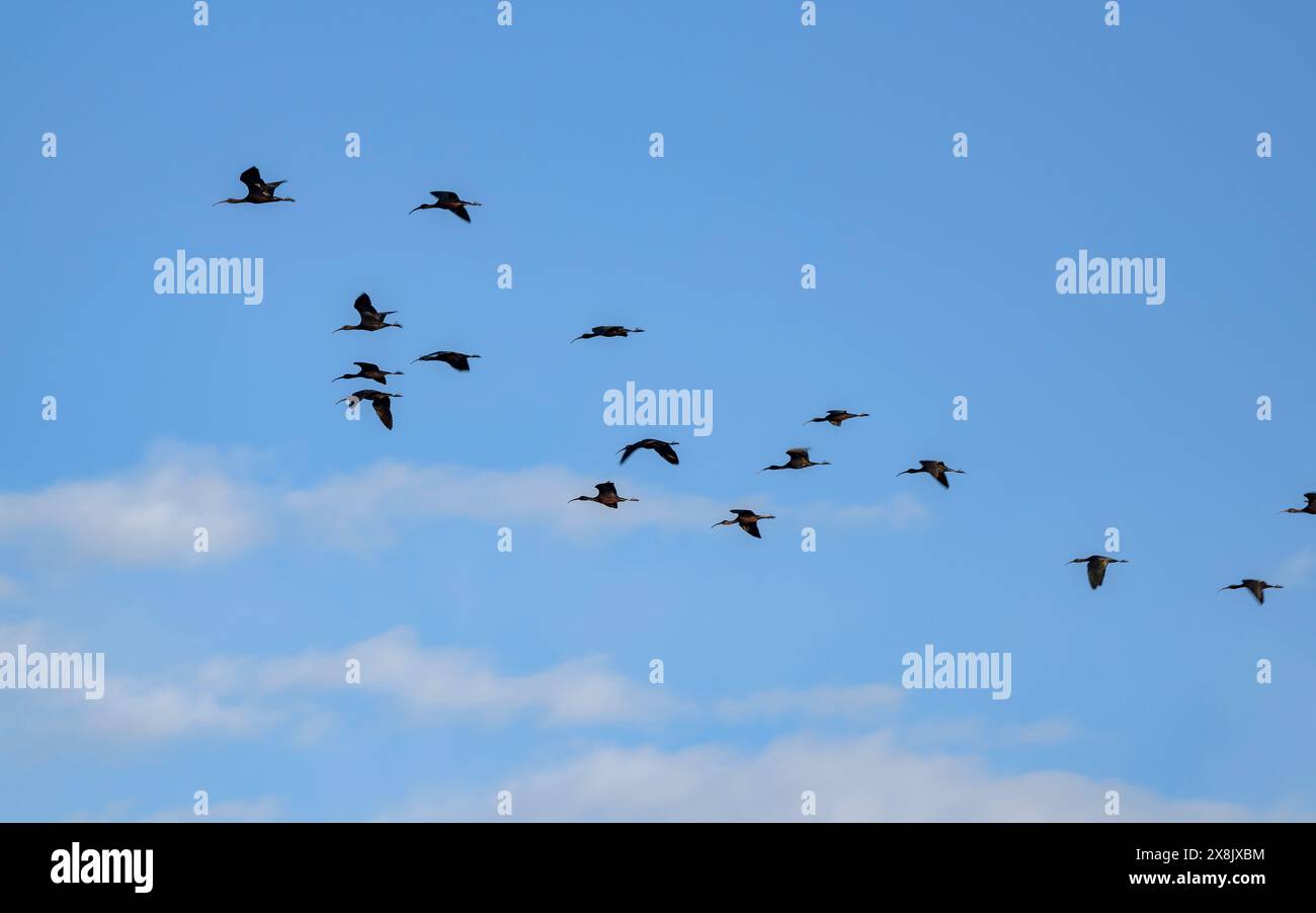 Bandada de aves hi-res stock photography and images - Alamy