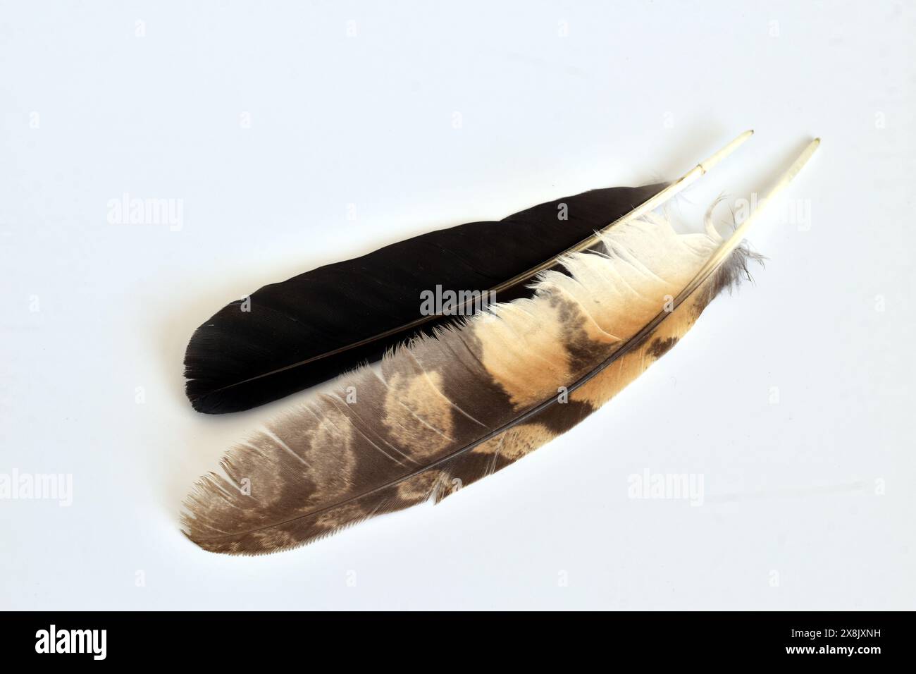 A black feather that fell from a ravens wing and a colorful falcon ...