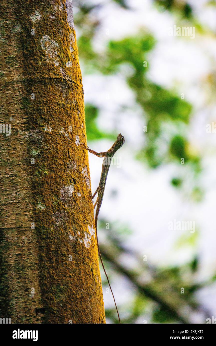 Draco volans (Cekibar, cecak terbang, cicak terbang, klarap, common ...