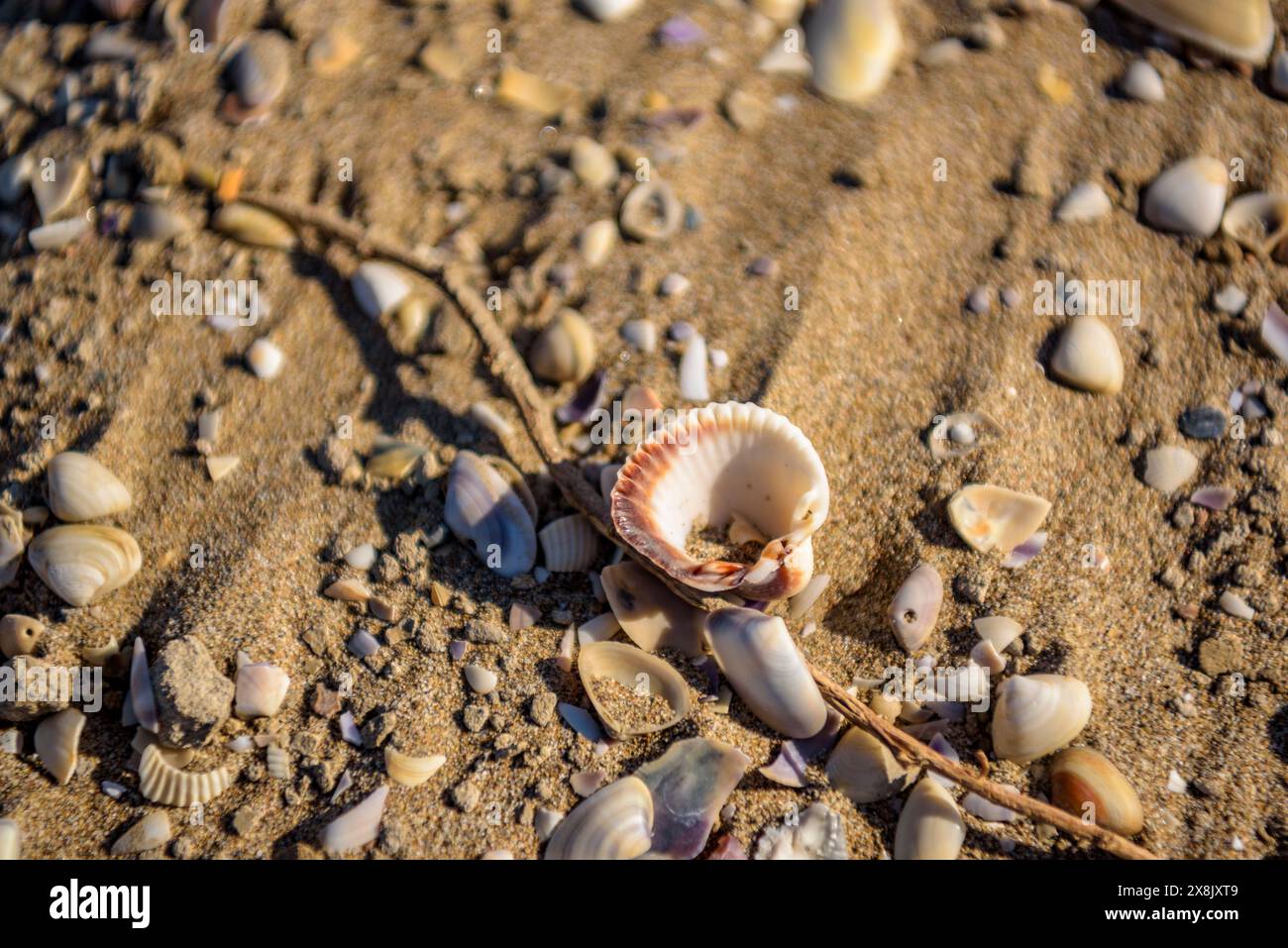 Details of clams in the sand of La Marquesa beach, in the Ebro Delta ...