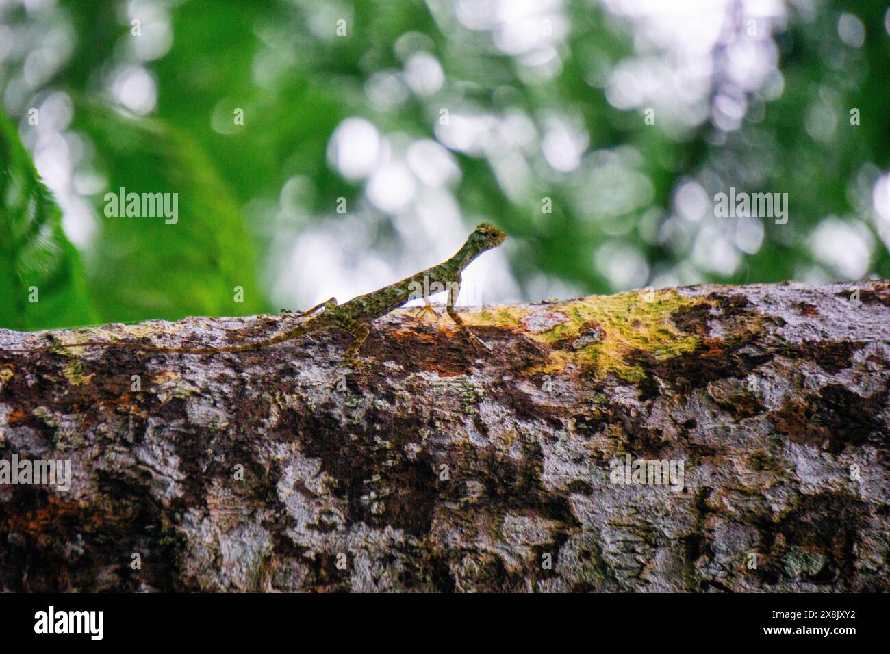 Draco volans (Cekibar, cecak terbang, cicak terbang, klarap, common ...