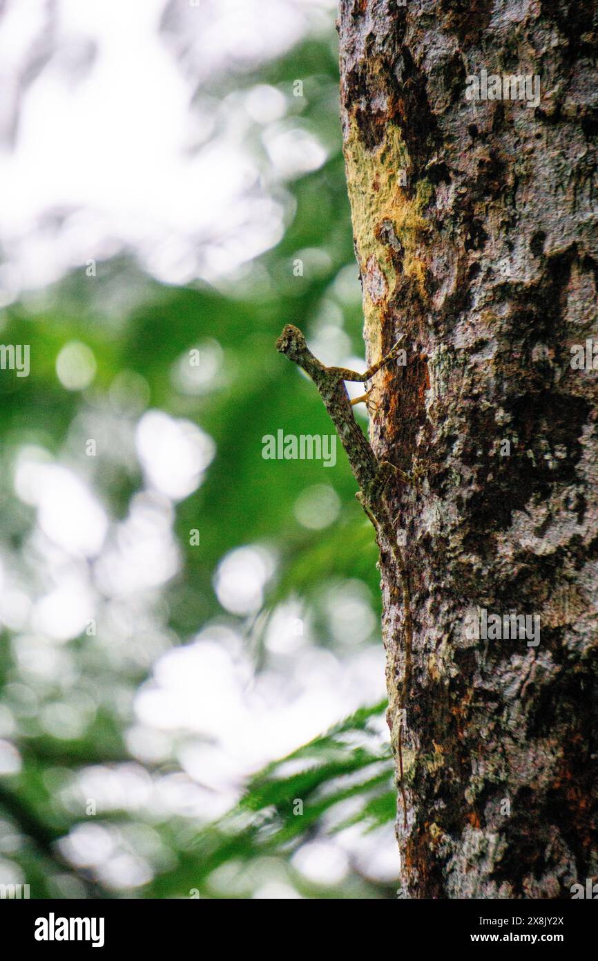 Draco volans (Cekibar, cecak terbang, cicak terbang, klarap, common ...