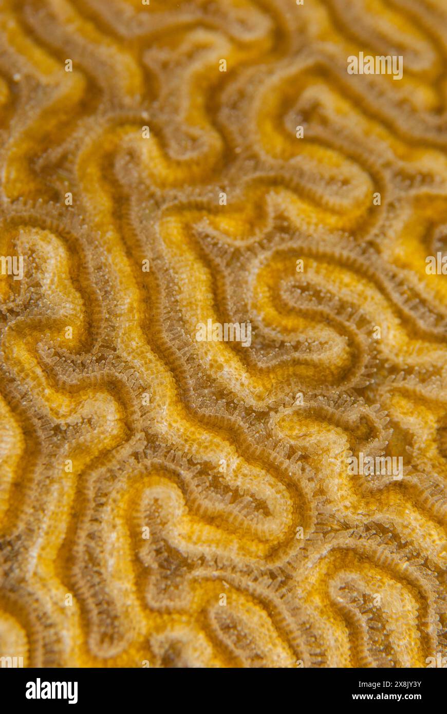 A selective focus closeup shot of brain coral underwater at night ...