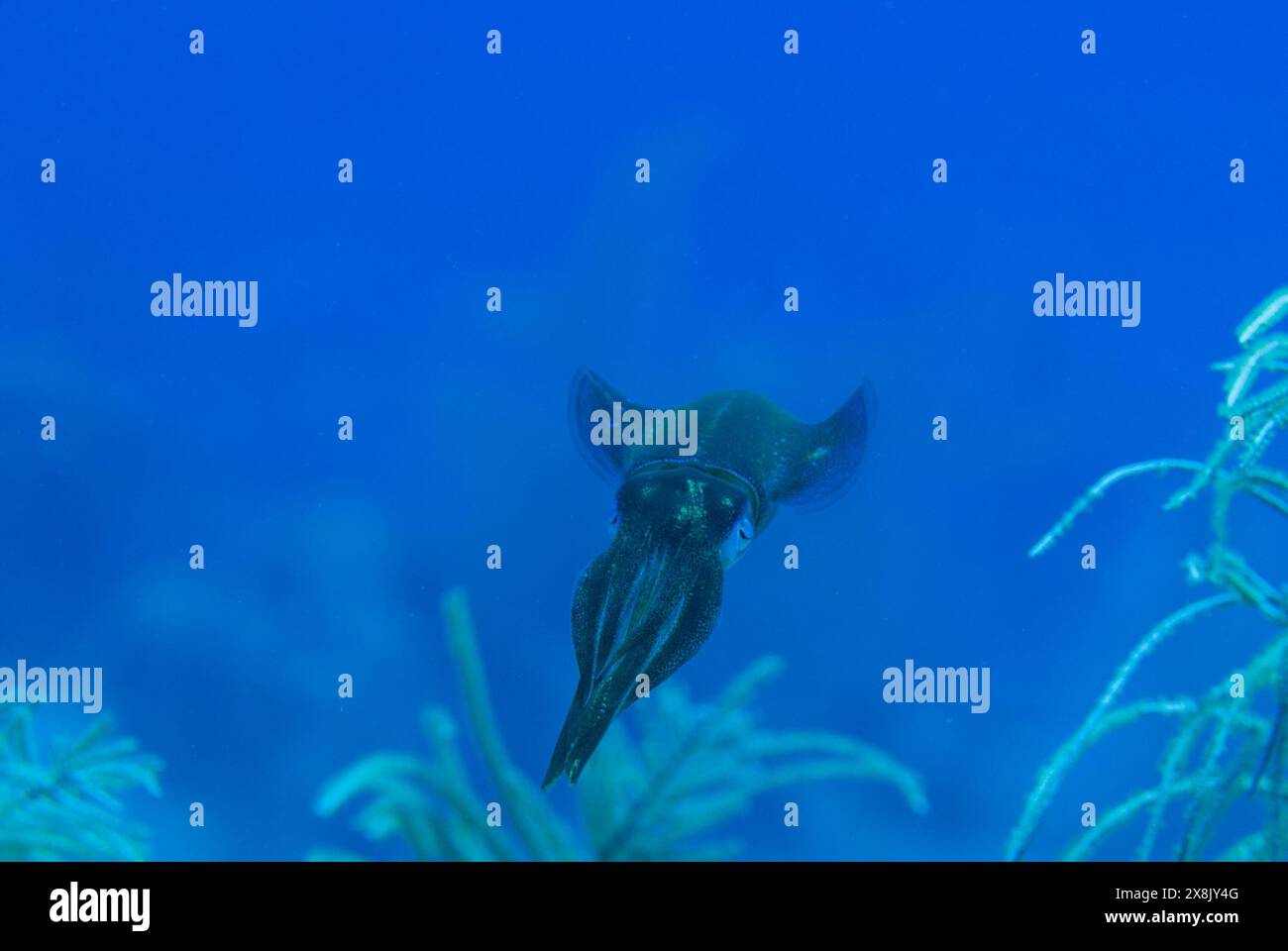 A single Caribbean reef squid watches the camera while floating in the ...