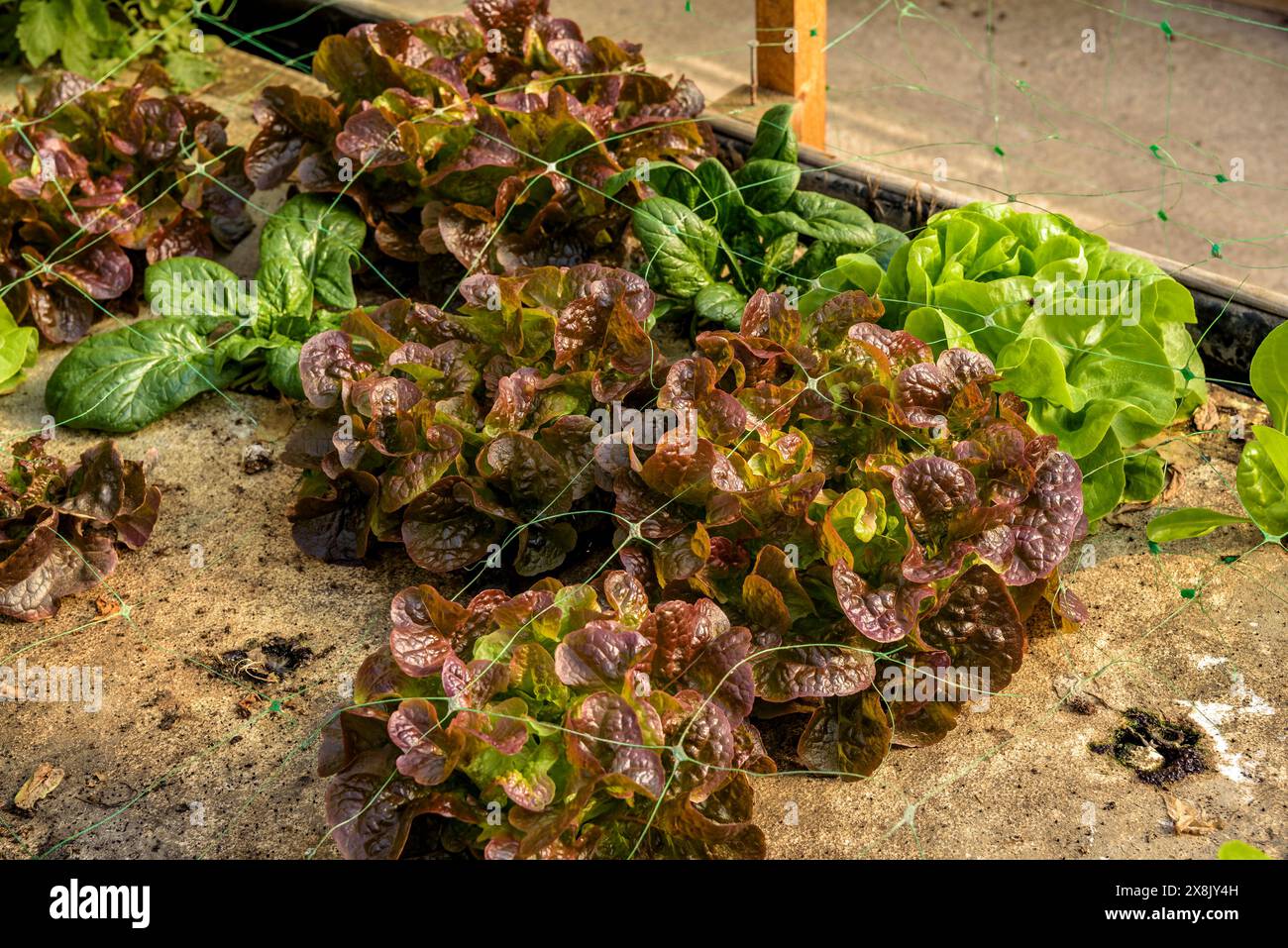 árboles de ciencia hi-res stock photography and images - Alamy
