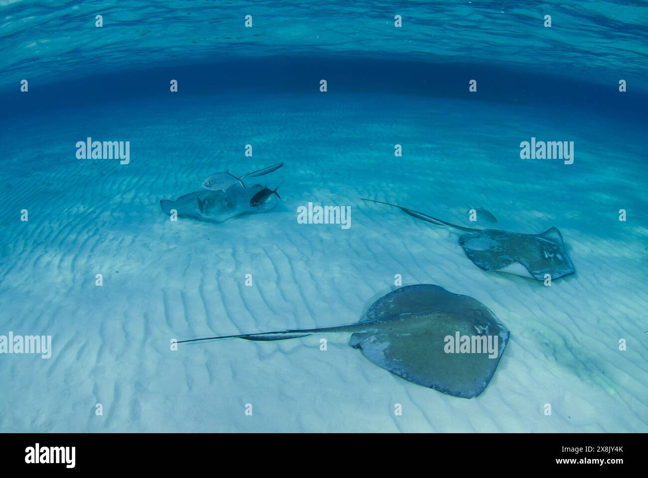 Southern stingrays playing together in the shallow water of Stingray ...