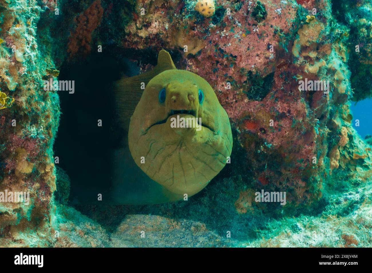 The head of a moray eel poking out of some structure that makes up a ...