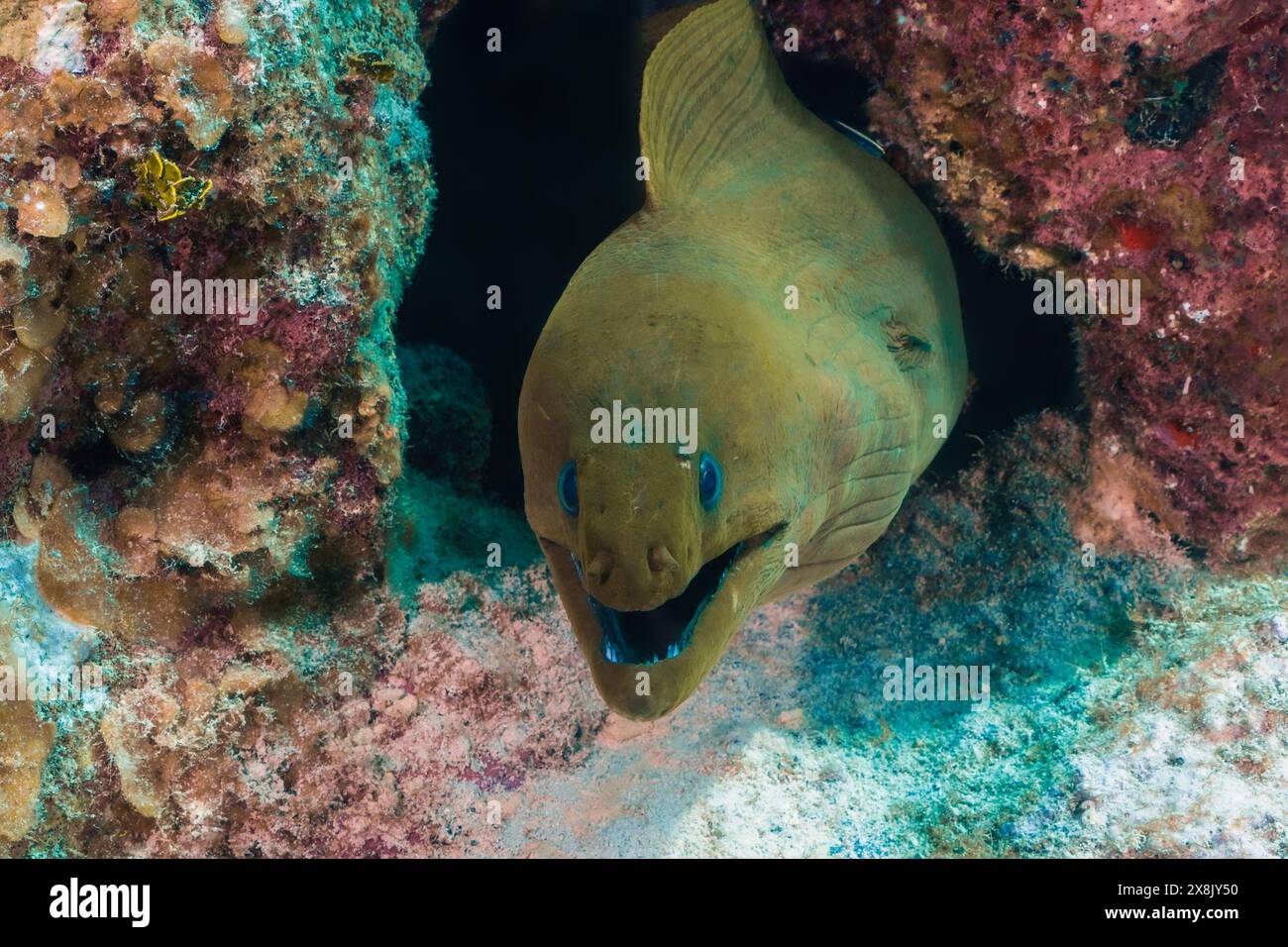 The head of a moray eel poking out of some structure that makes up a ...