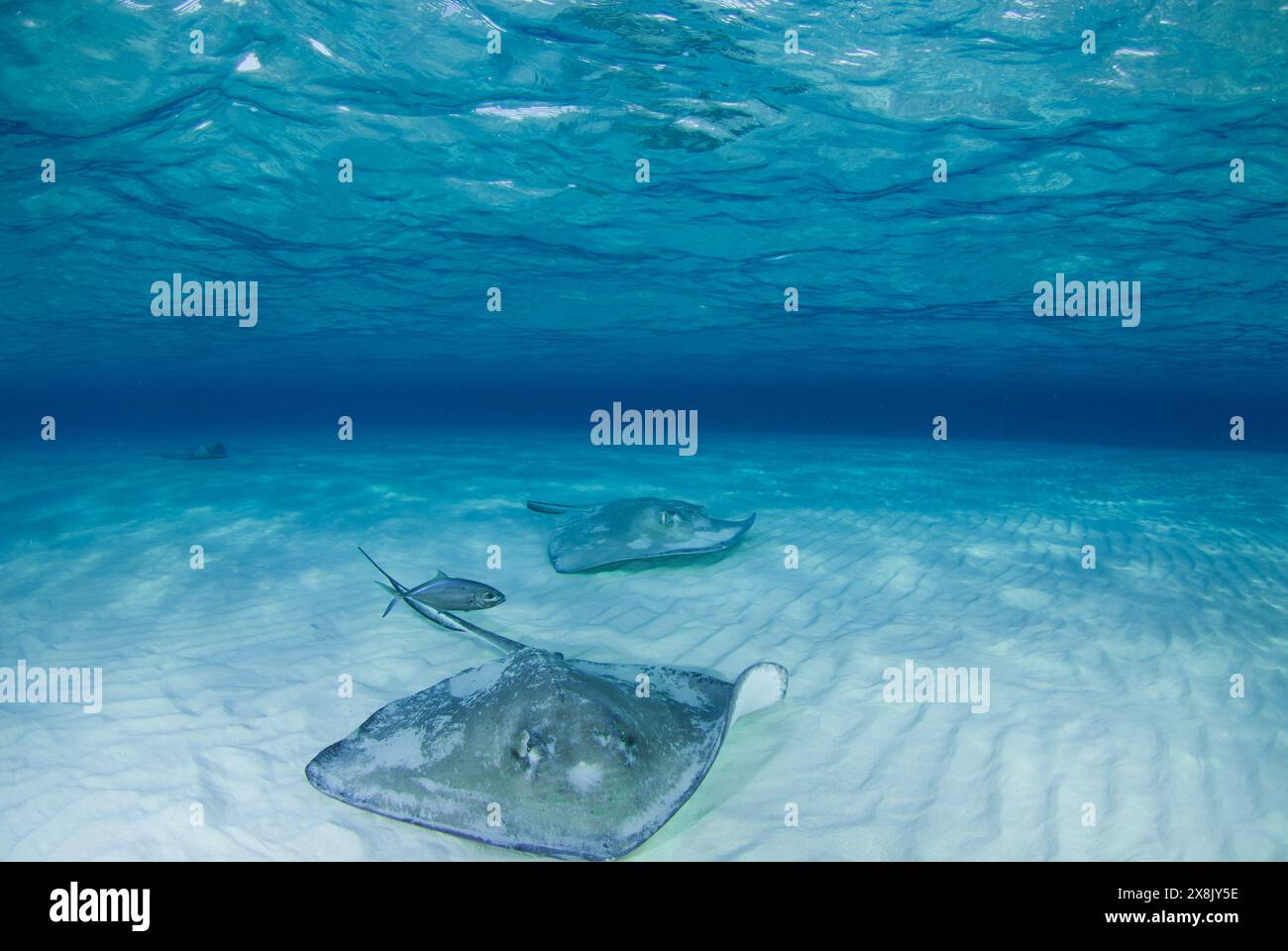 Southern stingrays playing together in the shallow water of Stingray ...