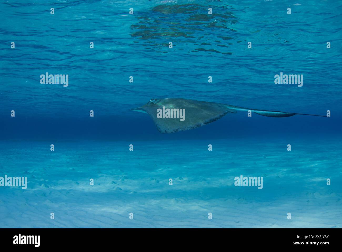 Southern stingray in natural habitat in warm tranquil water in the ...