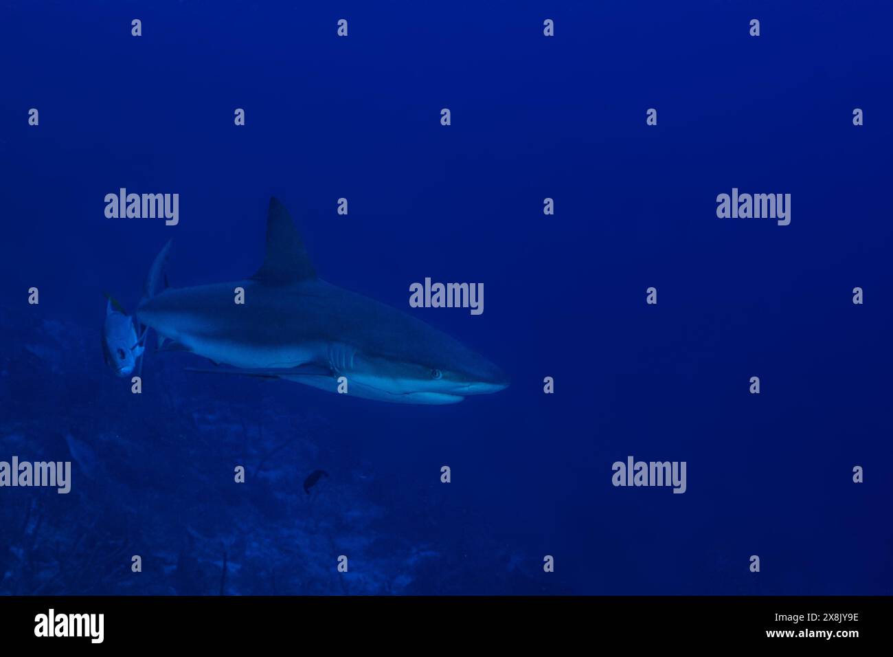 A fully grown adult Caribbean reef shark patrolling the deep blue water ...
