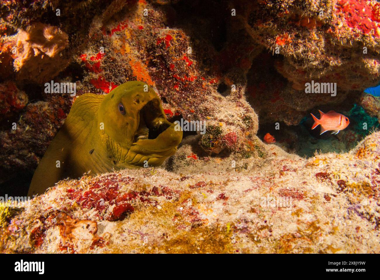 The head of a moray eel poking out coral reef structure. The sea ...