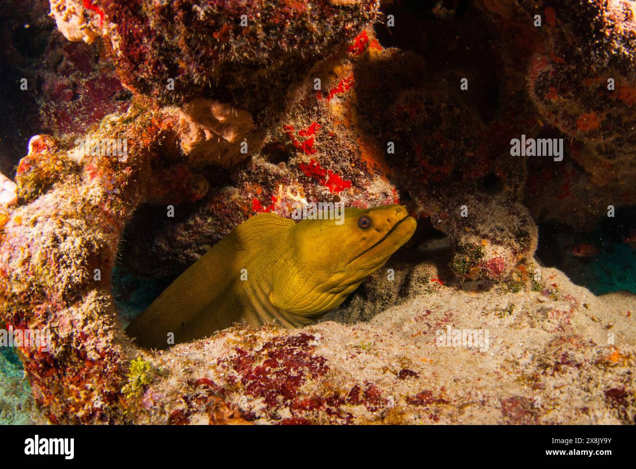The head of a moray eel poking out coral reef structure. The sea ...