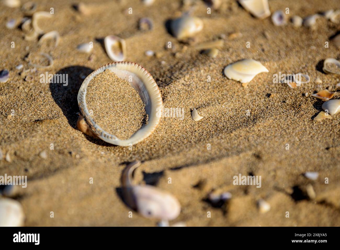 Details of clams in the sand of La Marquesa beach, in the Ebro Delta ...