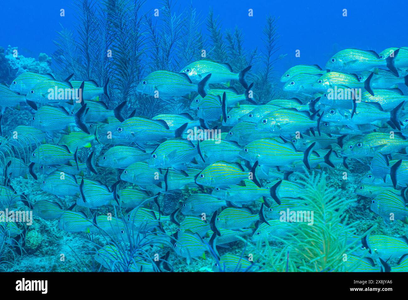 Sailors grunt hi-res stock photography and images - Alamy