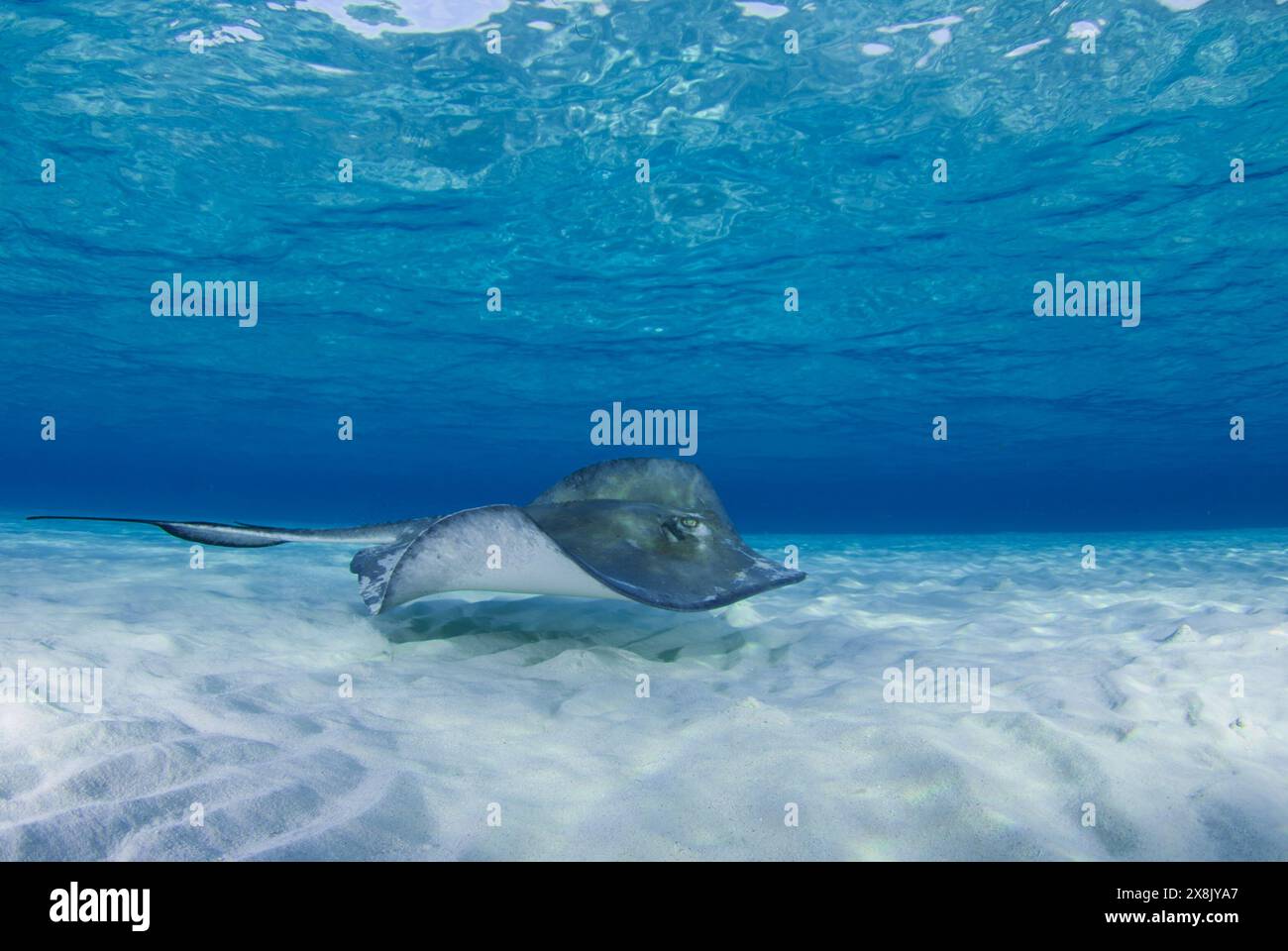 Southern stingray in natural habitat in warm tranquil water in the ...