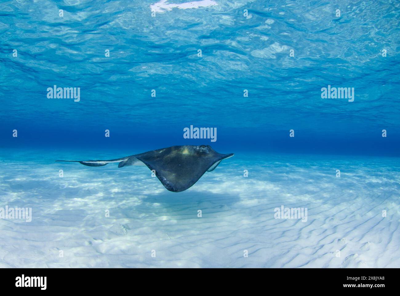 Southern stingray in natural habitat in warm tranquil water in the ...
