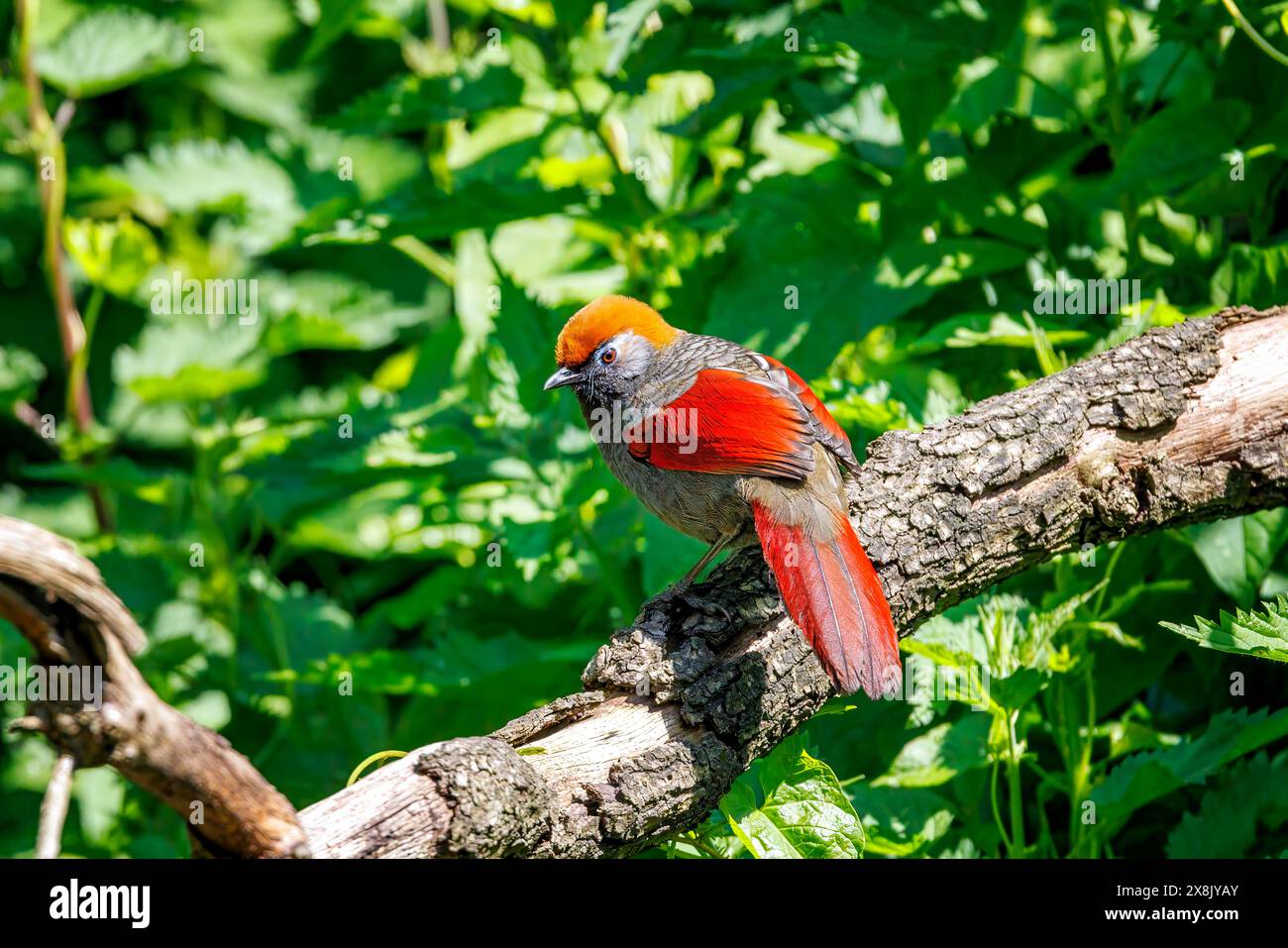 Red-tailed laughingthrush, trochalopteron milnei, perched in a tree ...