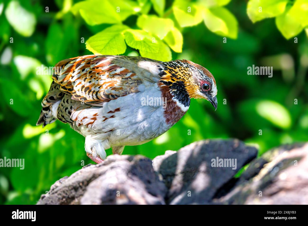 Collared partridge hi-res stock photography and images - Alamy