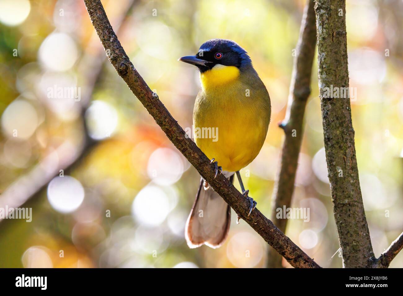 A blue-crowned laughingthrush, Garrulax courtoisi, perched on a tree ...