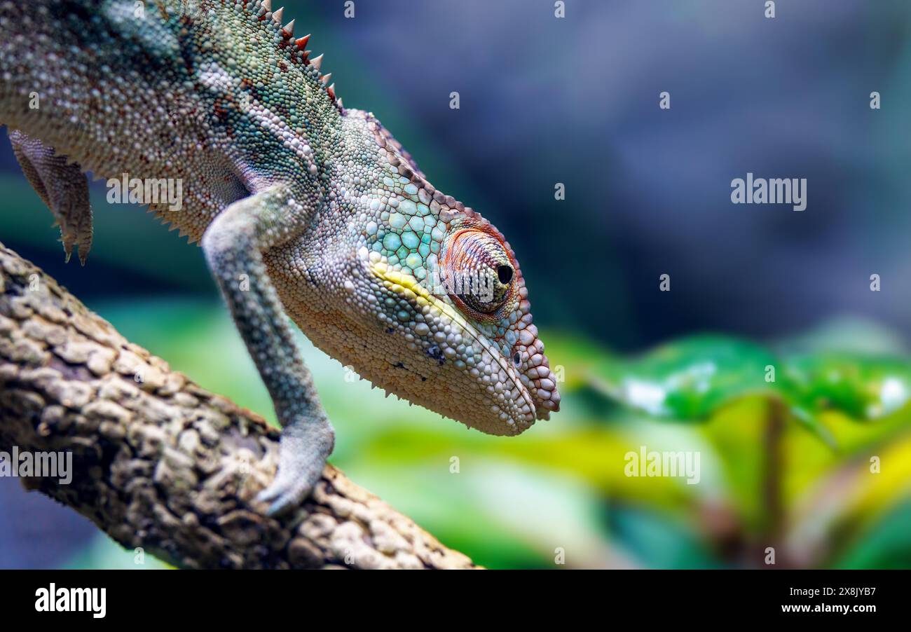 A panther chameleon, Furcifer pardalis, a colourful lizard endemic to ...
