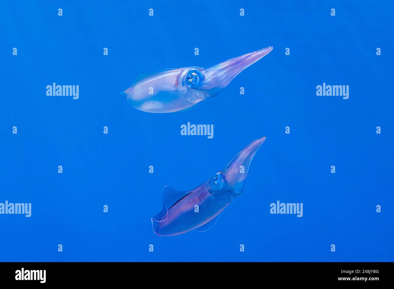 A pair of Caribbean reef squid floating in the pristine clear blue ...