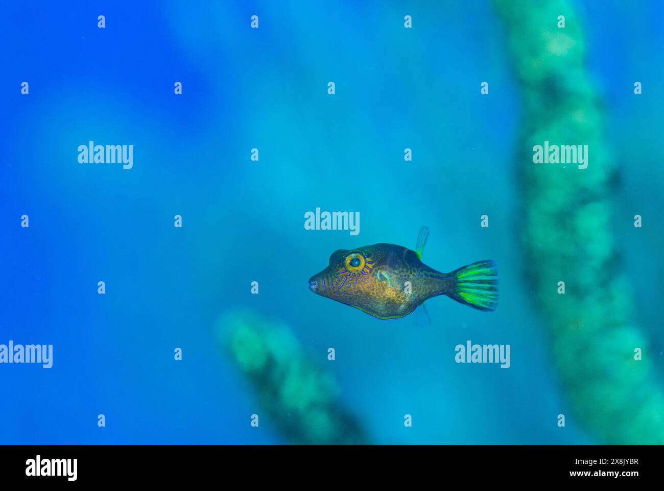 An underwater macro shot of a juvenile sharpnose puffer who lives on ...