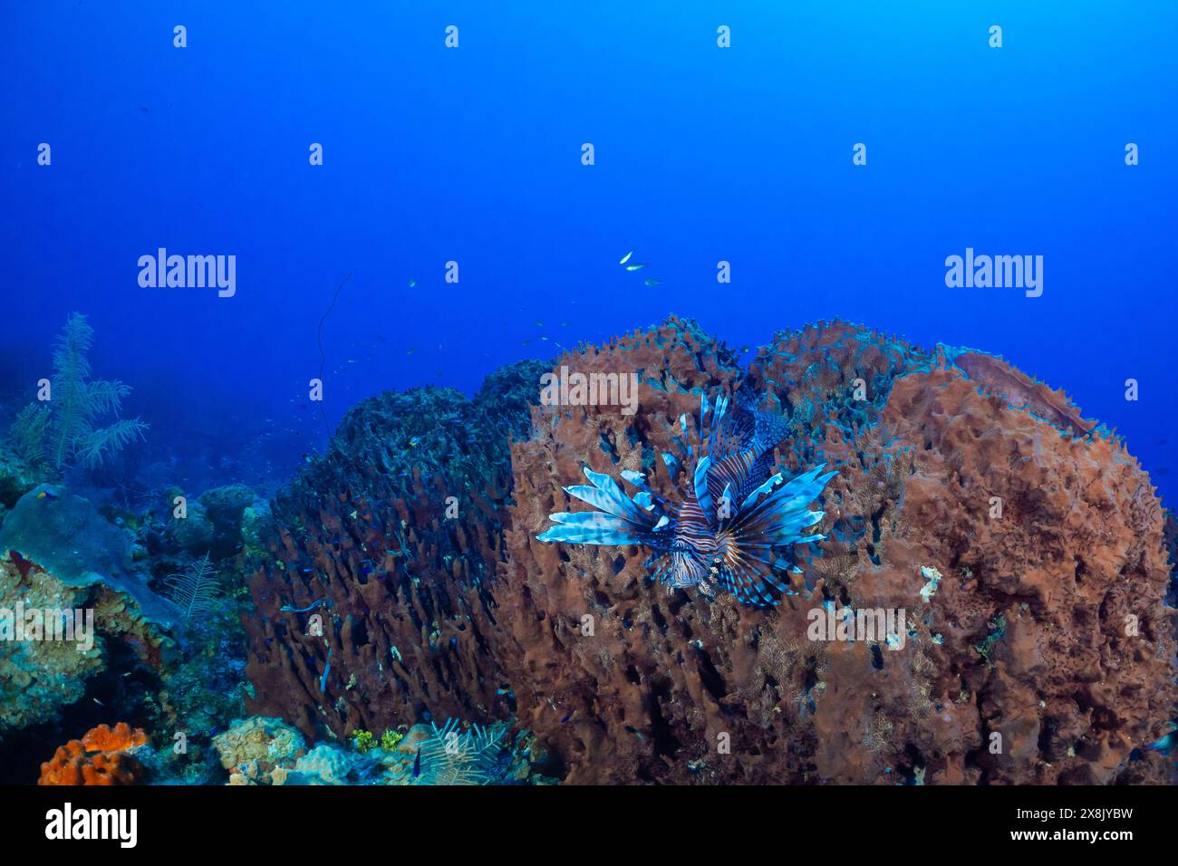 An invasive red lionfish on the reef in the Cayman Islands. This ...