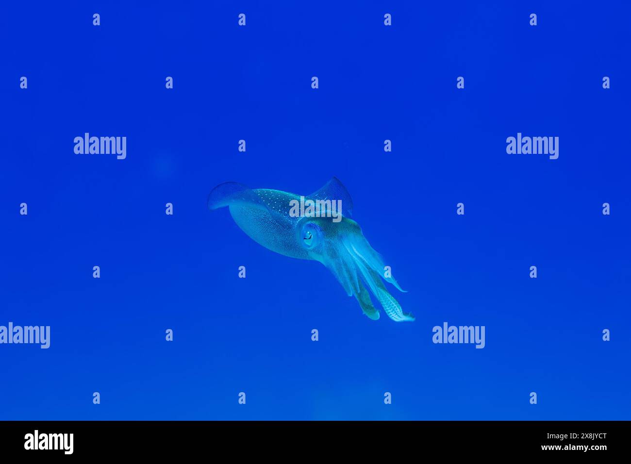 A pretty Caribbean reef squid shot against the blue water habitat of ...