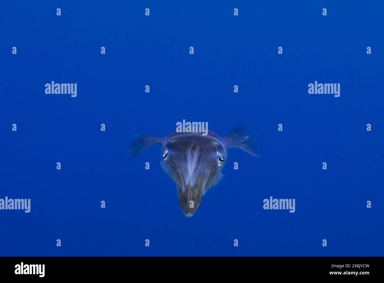 A pretty Caribbean reef squid shot against the blue water habitat of ...