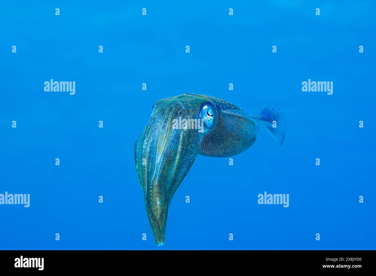 A pretty Caribbean reef squid shot against the blue water habitat of ...