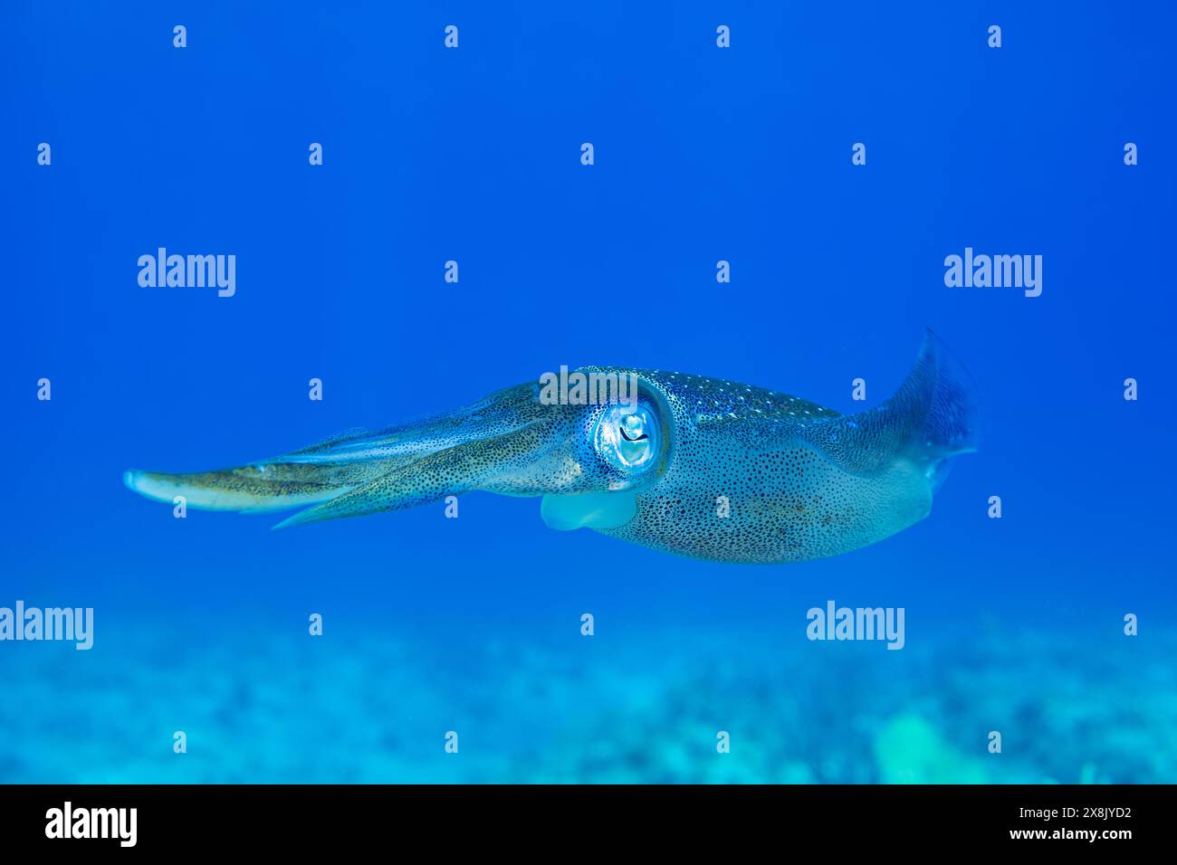 A pretty Caribbean reef squid shot against the blue water habitat of ...
