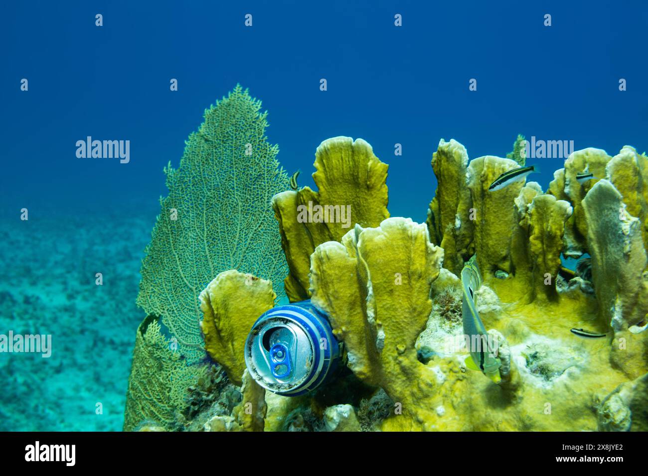 Trash that has been dumped carelessly has ended up in the ocean. Beer ...