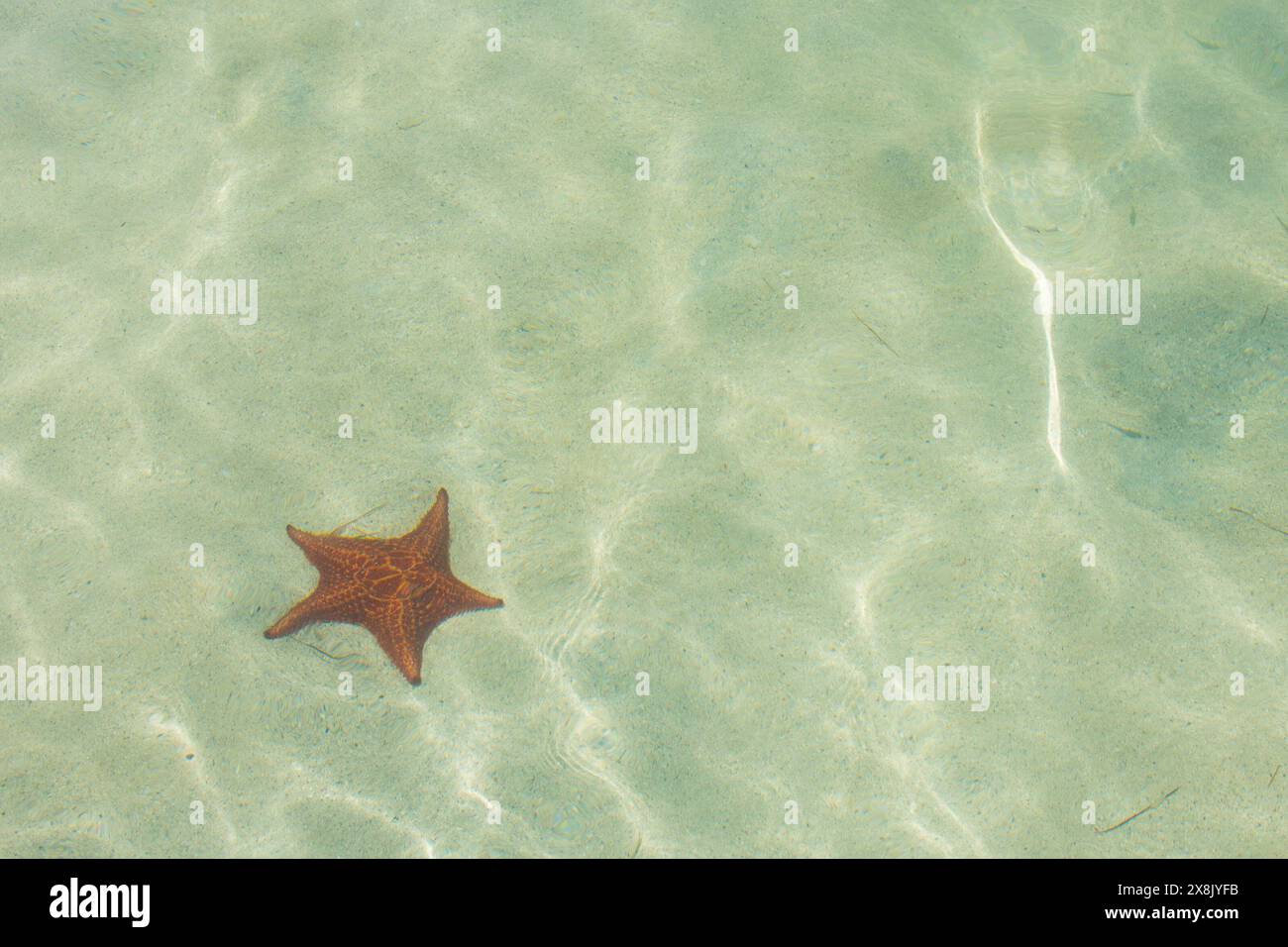 A red starfish in shallow water at starfish point in the north sound of ...