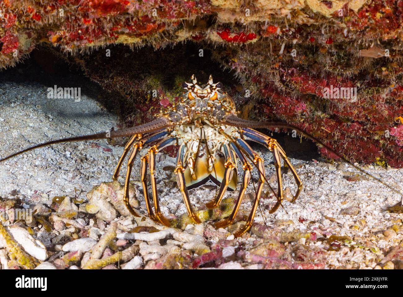 A spiny lobster hiding out in a hole in a coral reef formation. This ...