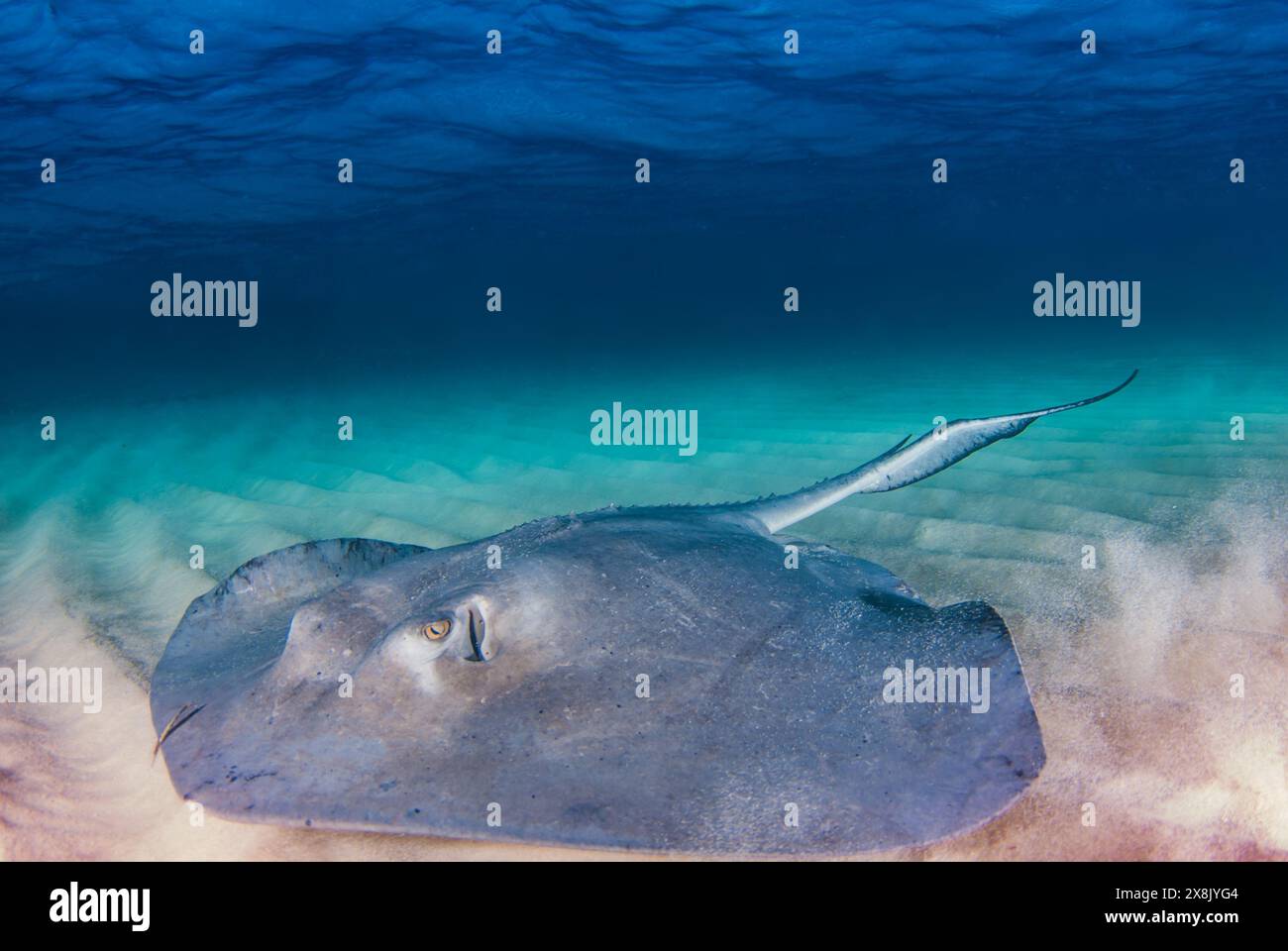 A southern stingray cruises through the wild Caribbean sand underwater ...