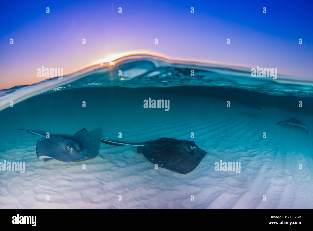 A split shot of a pair of southern stingrays beneath the surface of the ...
