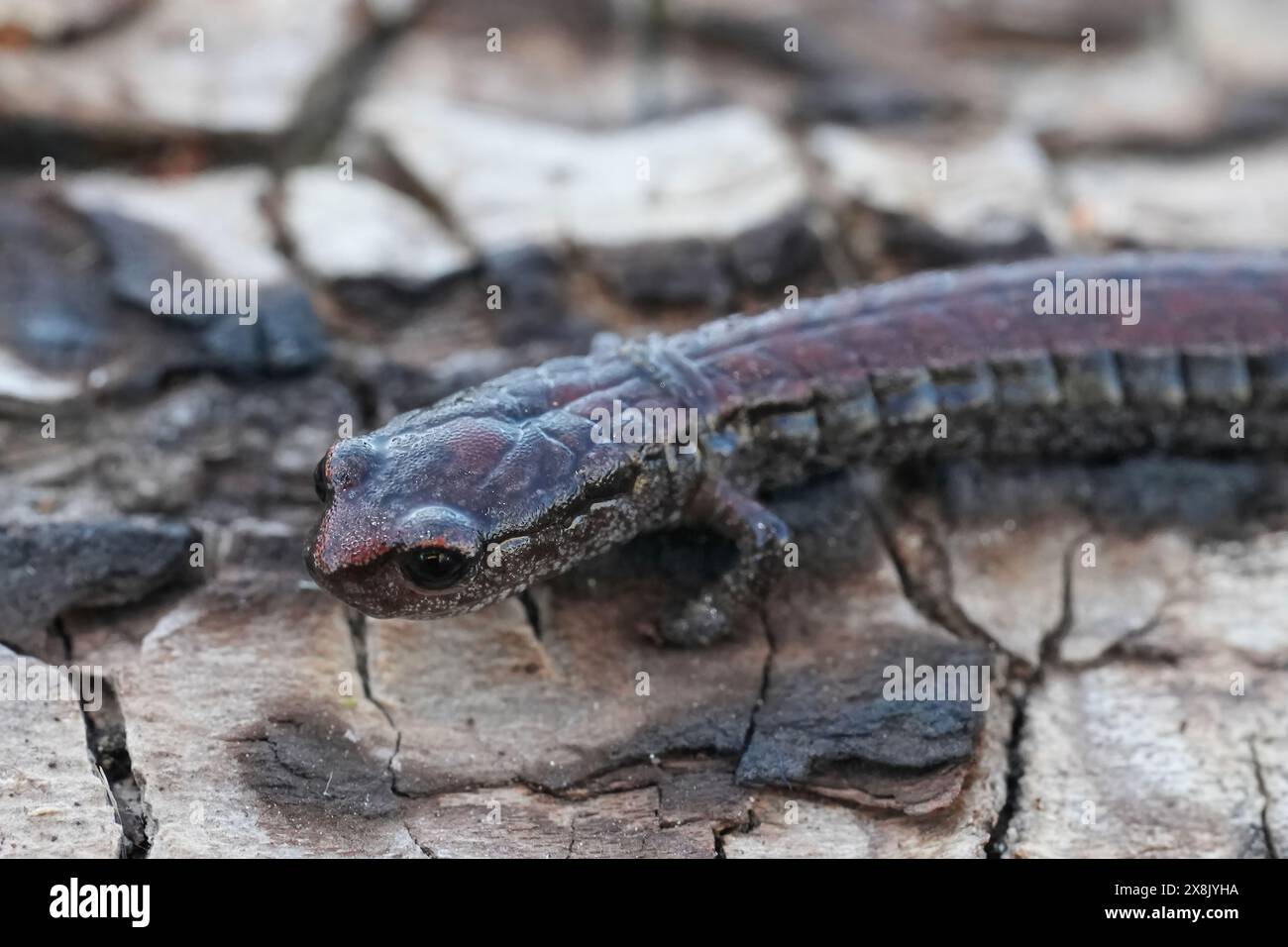 Detailed closeup on the small North-American slender salamander ...