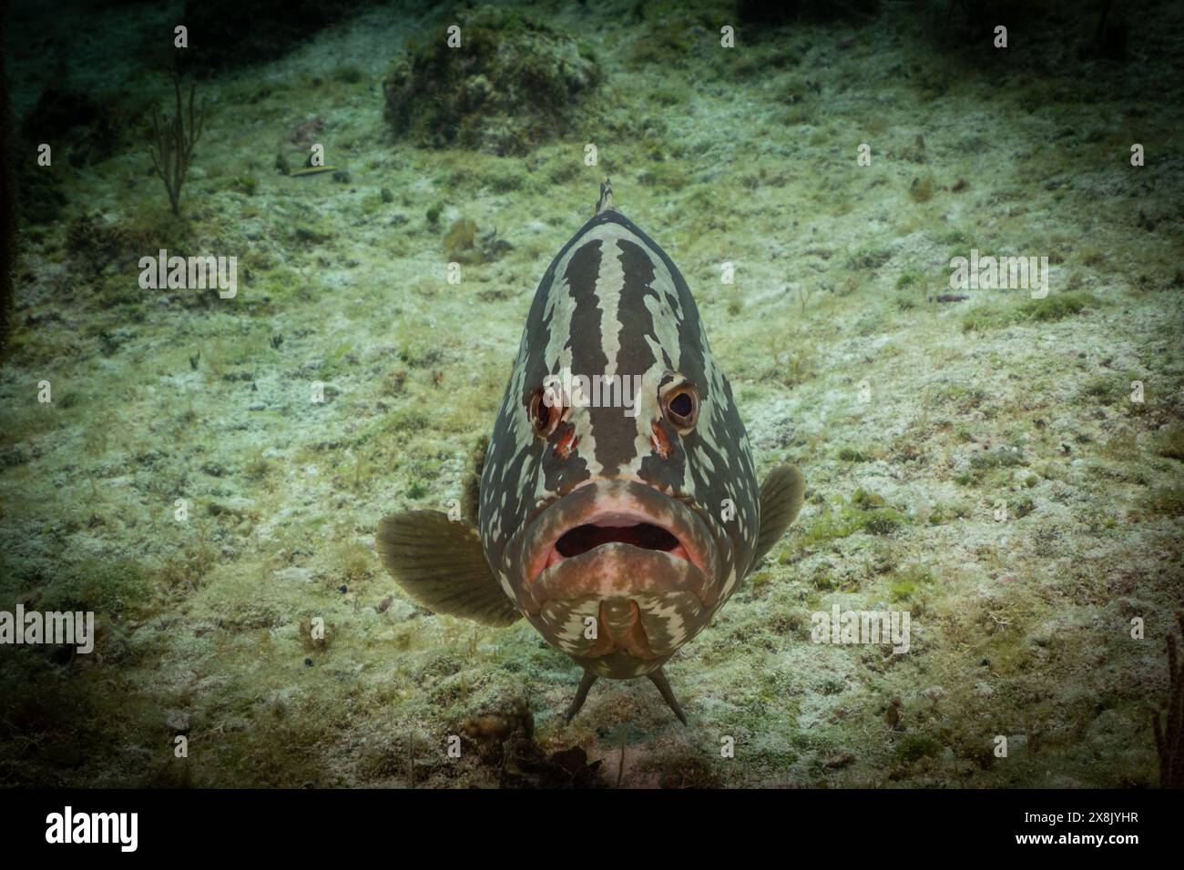 A nassau grouper looks head on into the camera with mouth open. These ...
