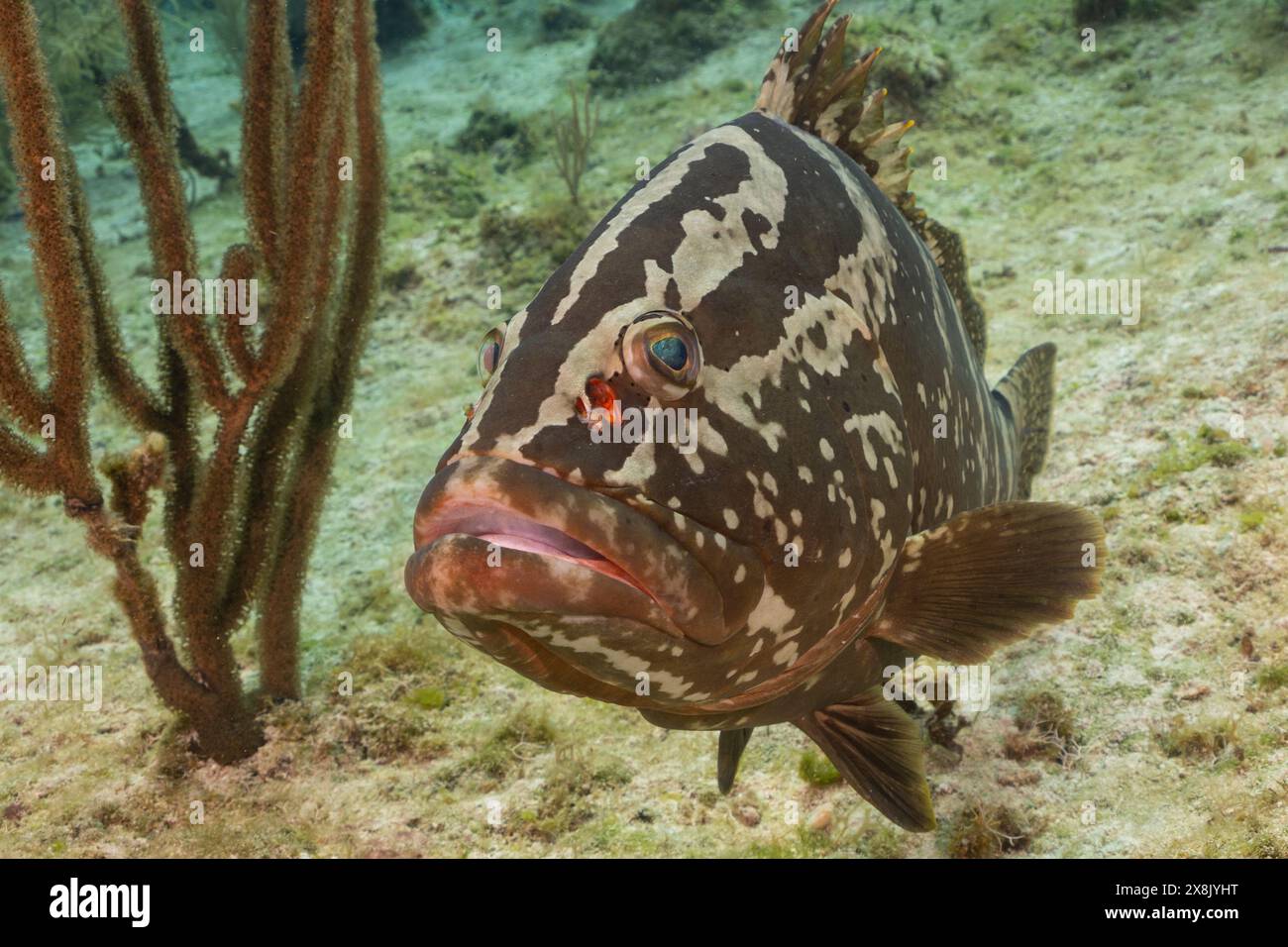 A nassau grouper looks head on into the camera with mouth open. These ...