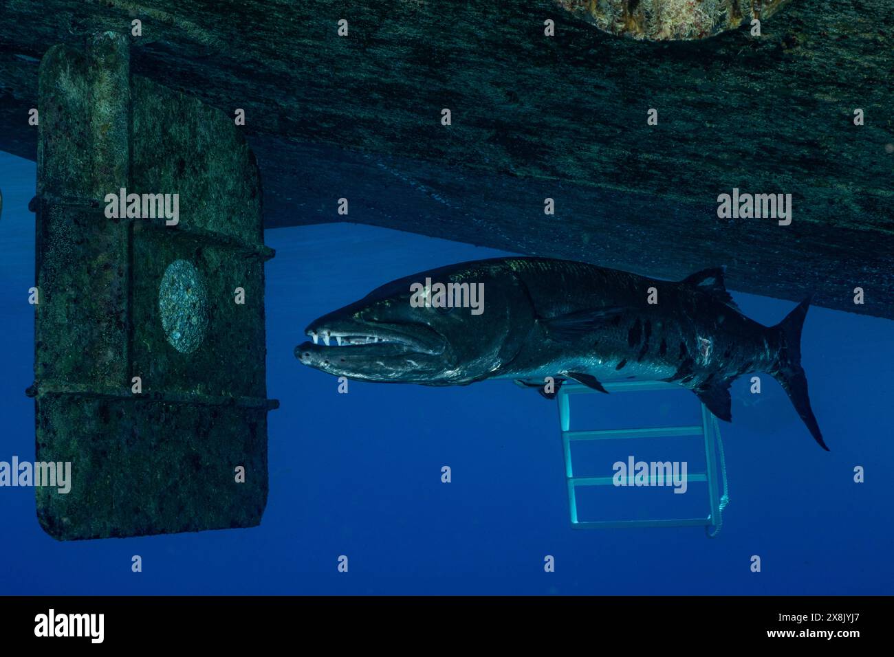 A giant Barracuda fish lurking underneath a boat waiting to spot some ...