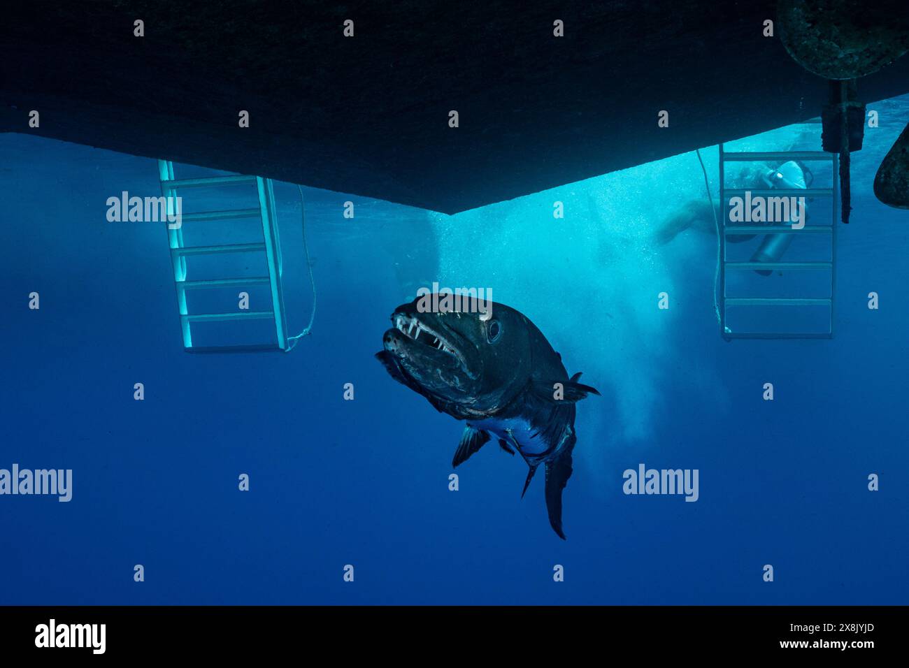 A big menacing barracuda is hanging out underneath a dive boat in the ...