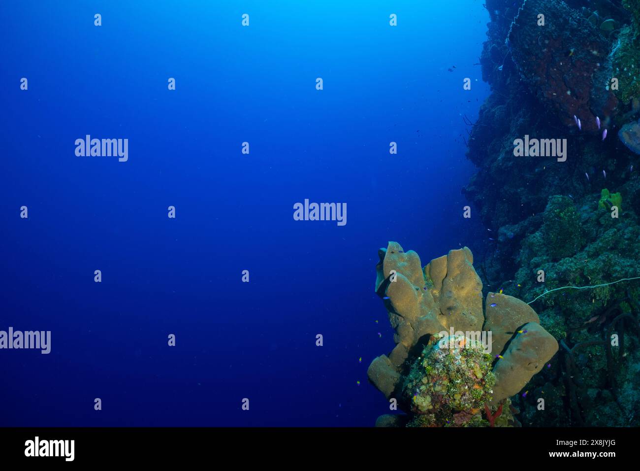 A cluster of sponge growing from reef wall shot in the Cayman Islands ...