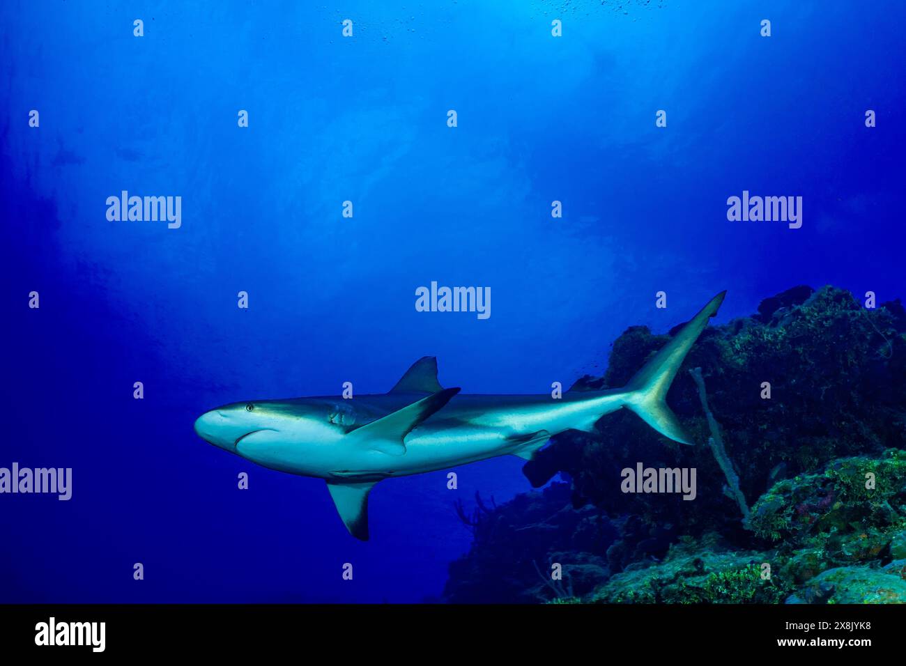 Bloody bay wll hi-res stock photography and images - Alamy