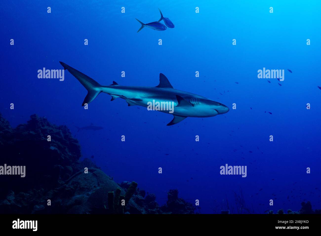 A large Caribbean reef shark cruises over the top of Bloody Bay Wall in ...