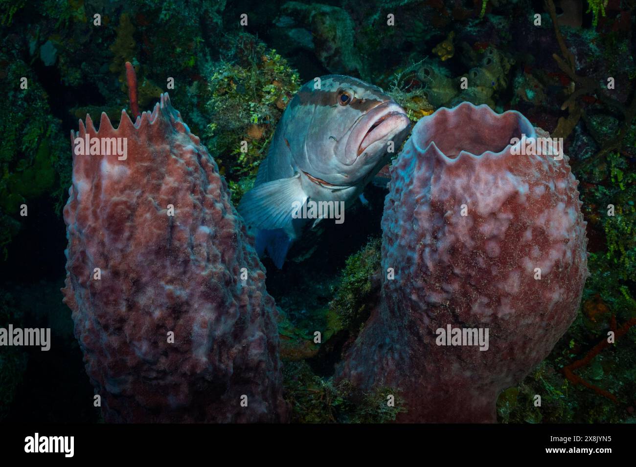 One single nassau grouper fish framed between two barrel sponges on the ...