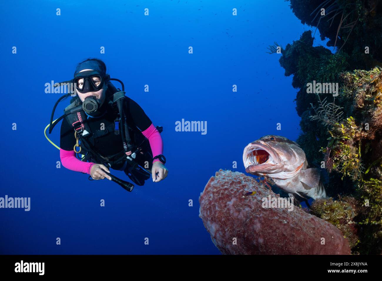 A young female scuba diver has the pleasure of being near a nassau ...