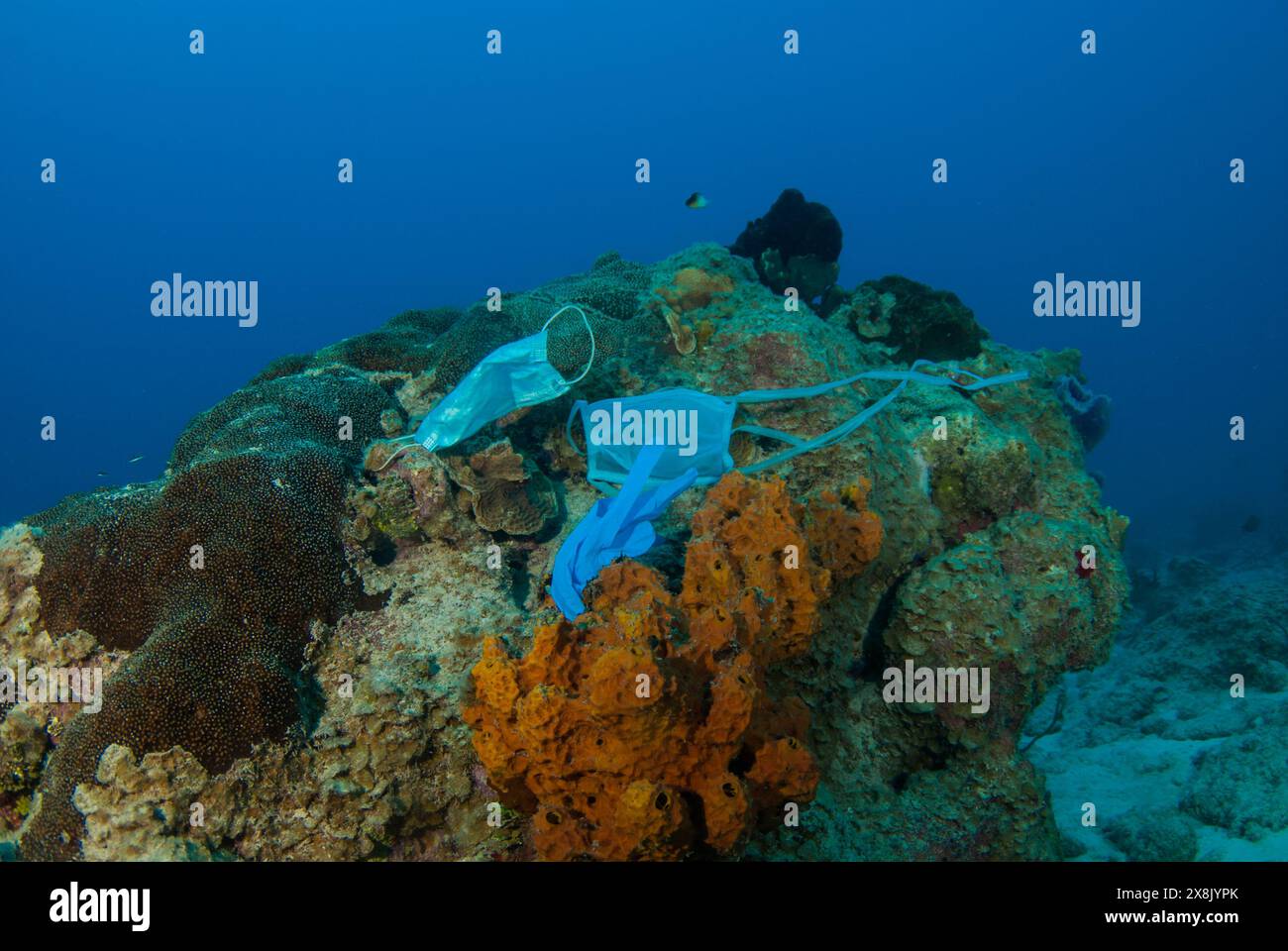 Discarded single use PPE face masks and a glove has washed up onto the ...