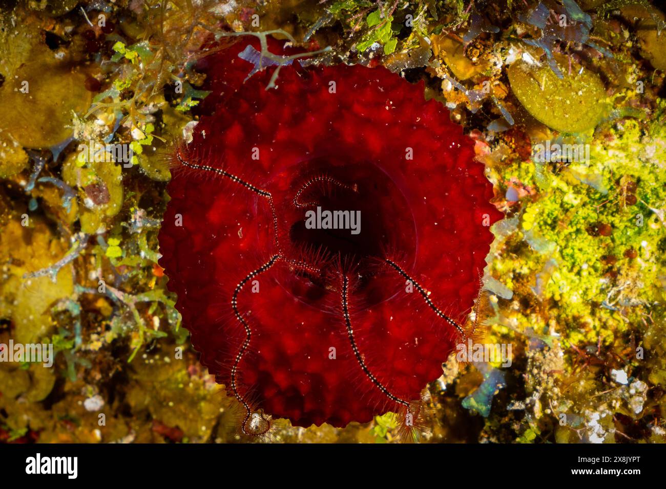 Underwater scene red sea little hi-res stock photography and images - Alamy